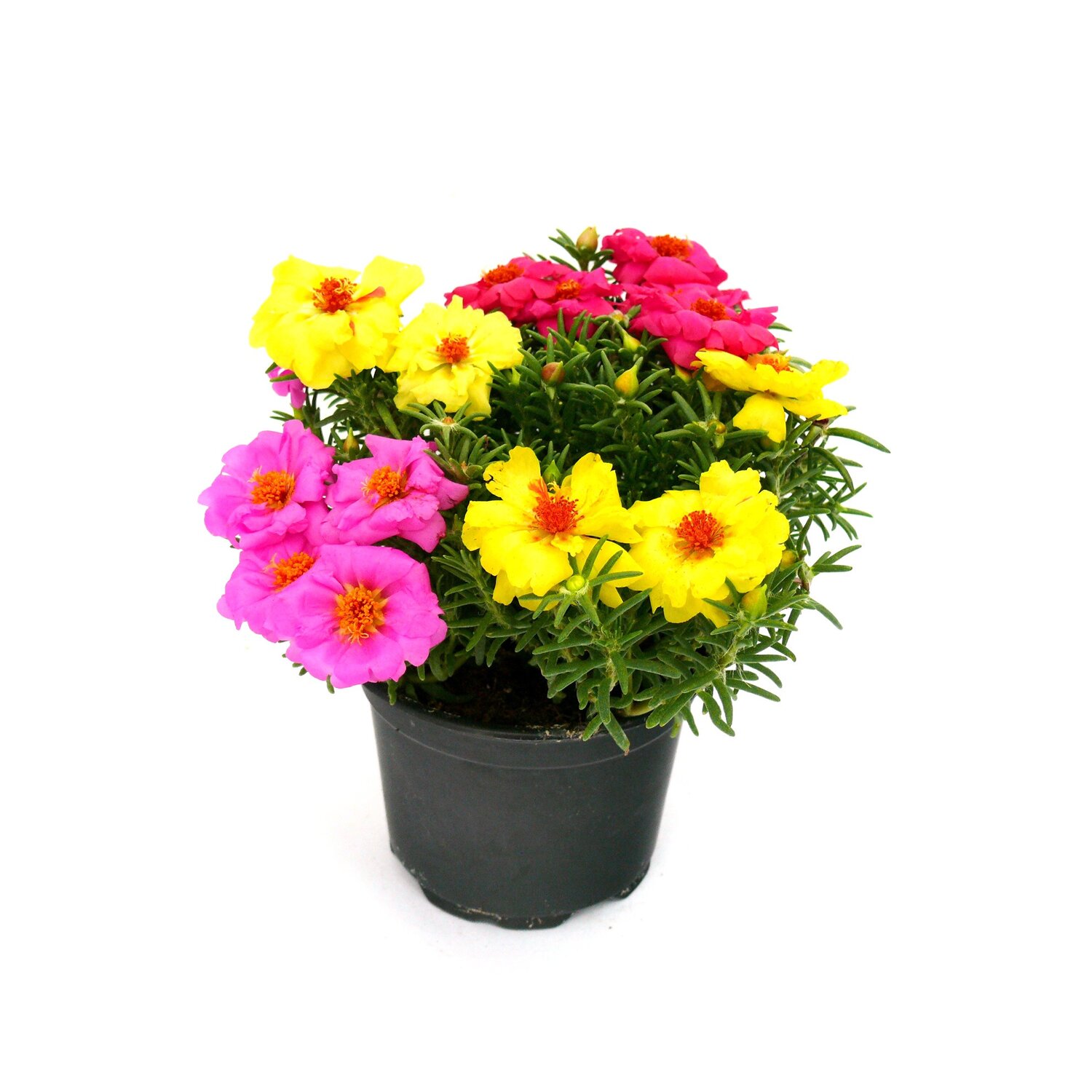 Porcsinrózsa / Kukacvirág - Virágos AVIA kutak